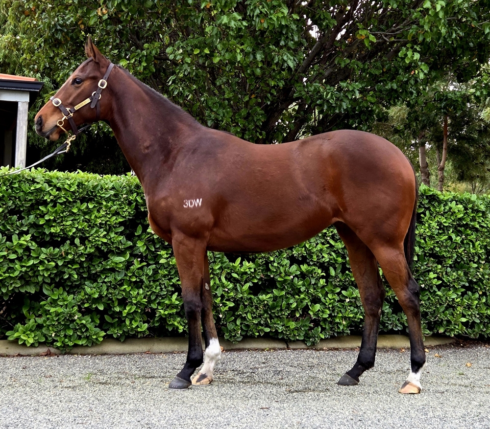 2025 Perth Winter Yearling Sale | Lot 40 | Splintex (AUS) | Choican (AUS)
