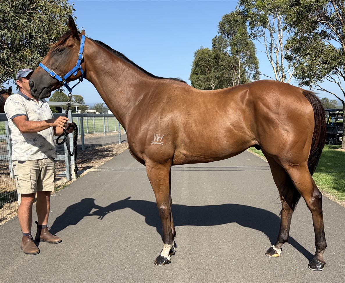 2026 MM Digital Sale (6-11 Feb) | Lot 2 | Exceed and Excel (AUS ...